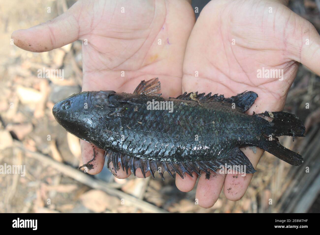 Anabas fish in hand anbas perch fish culture anabas koi gourami fish ...