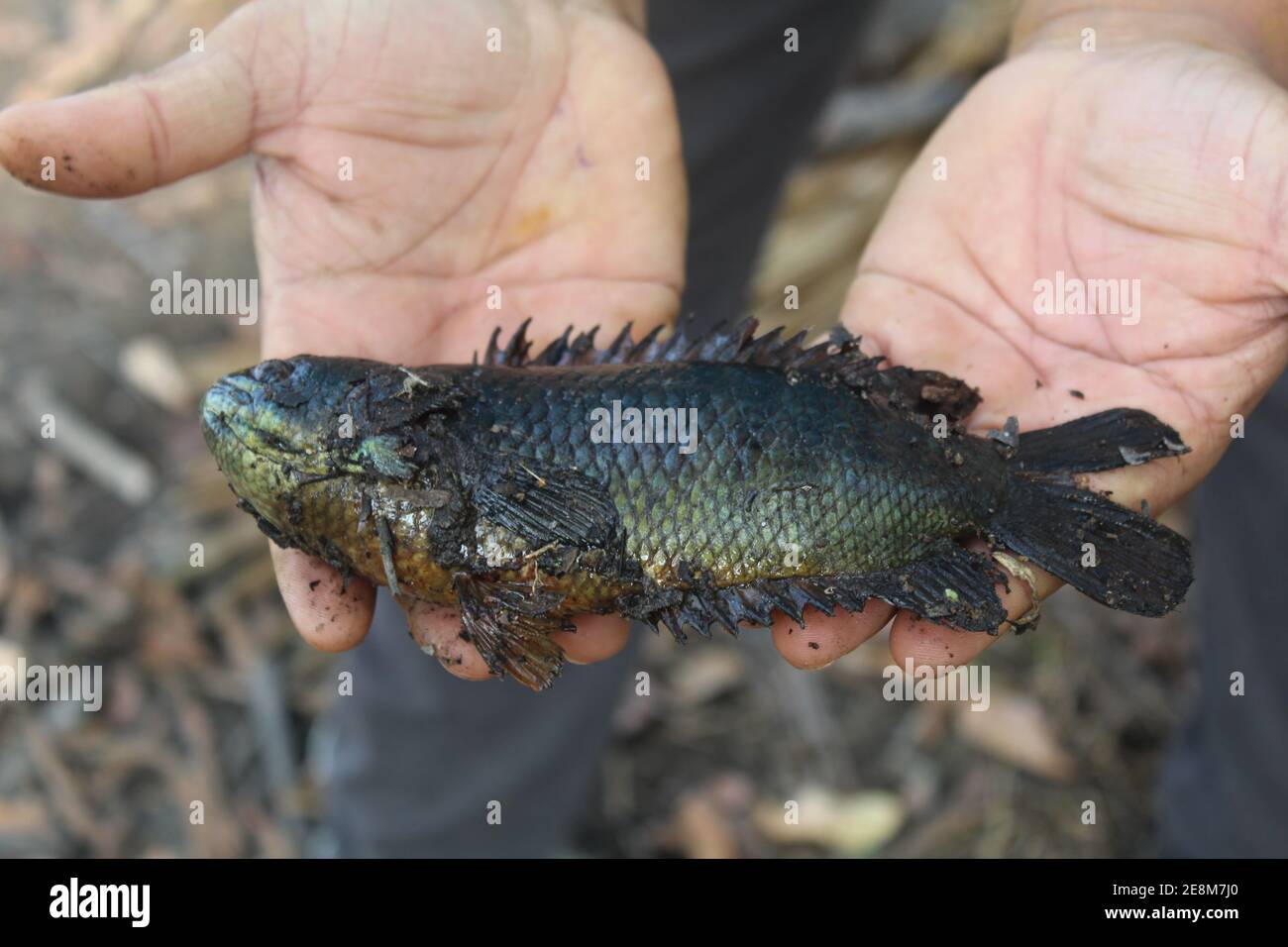 Anabas fish in hand anbas perch fish culture anabas koi gourami fish ...