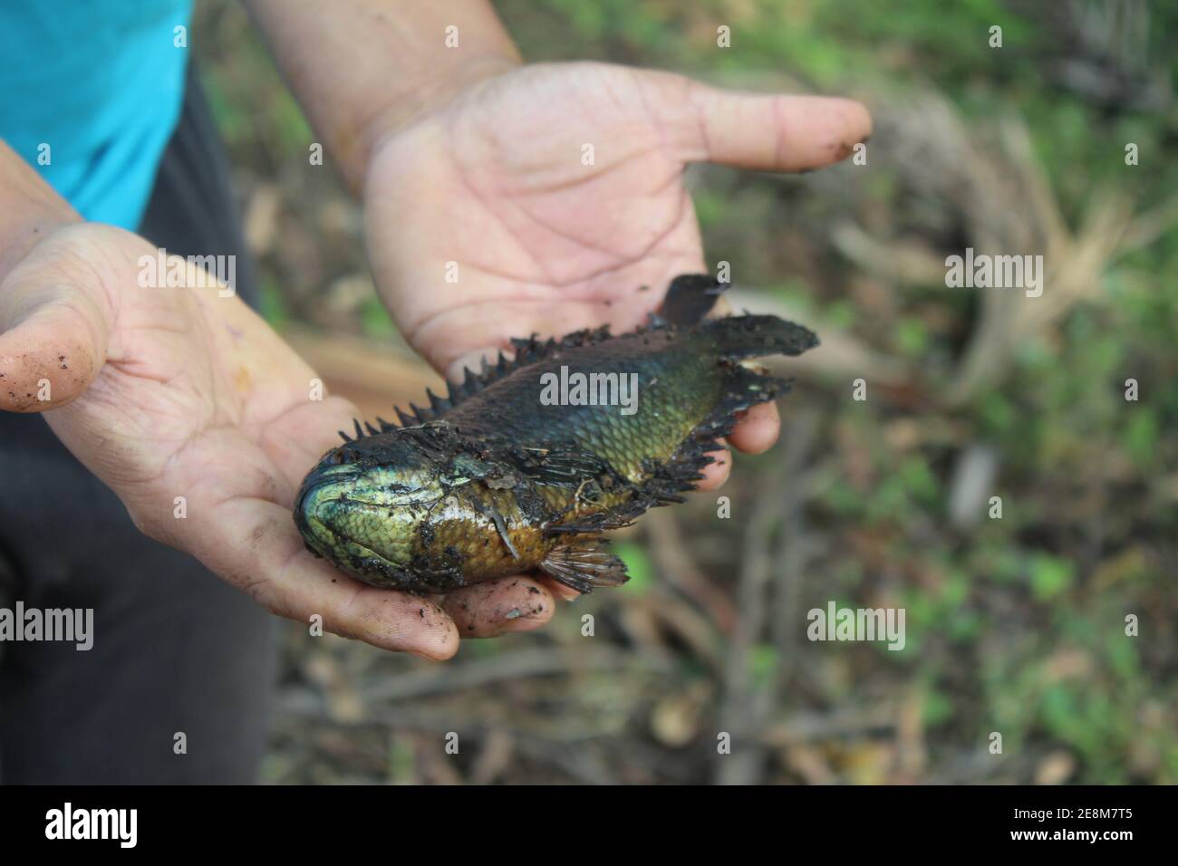 Anabas fish in hand anbas perch fish culture anabas koi gourami fish ...
