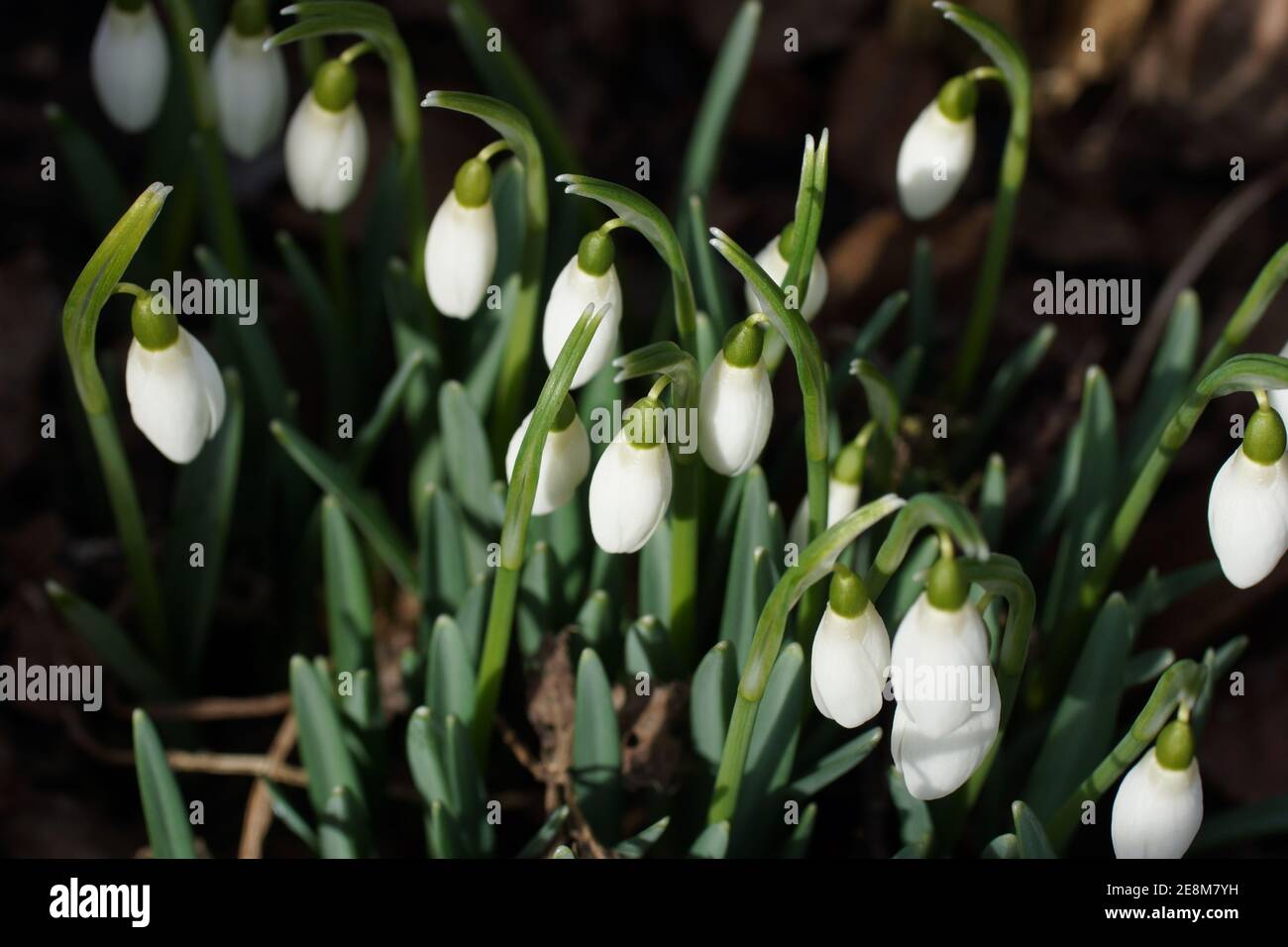 Galanthus nivalis, snowdrop, common snowdrop Stock Photo - Alamy