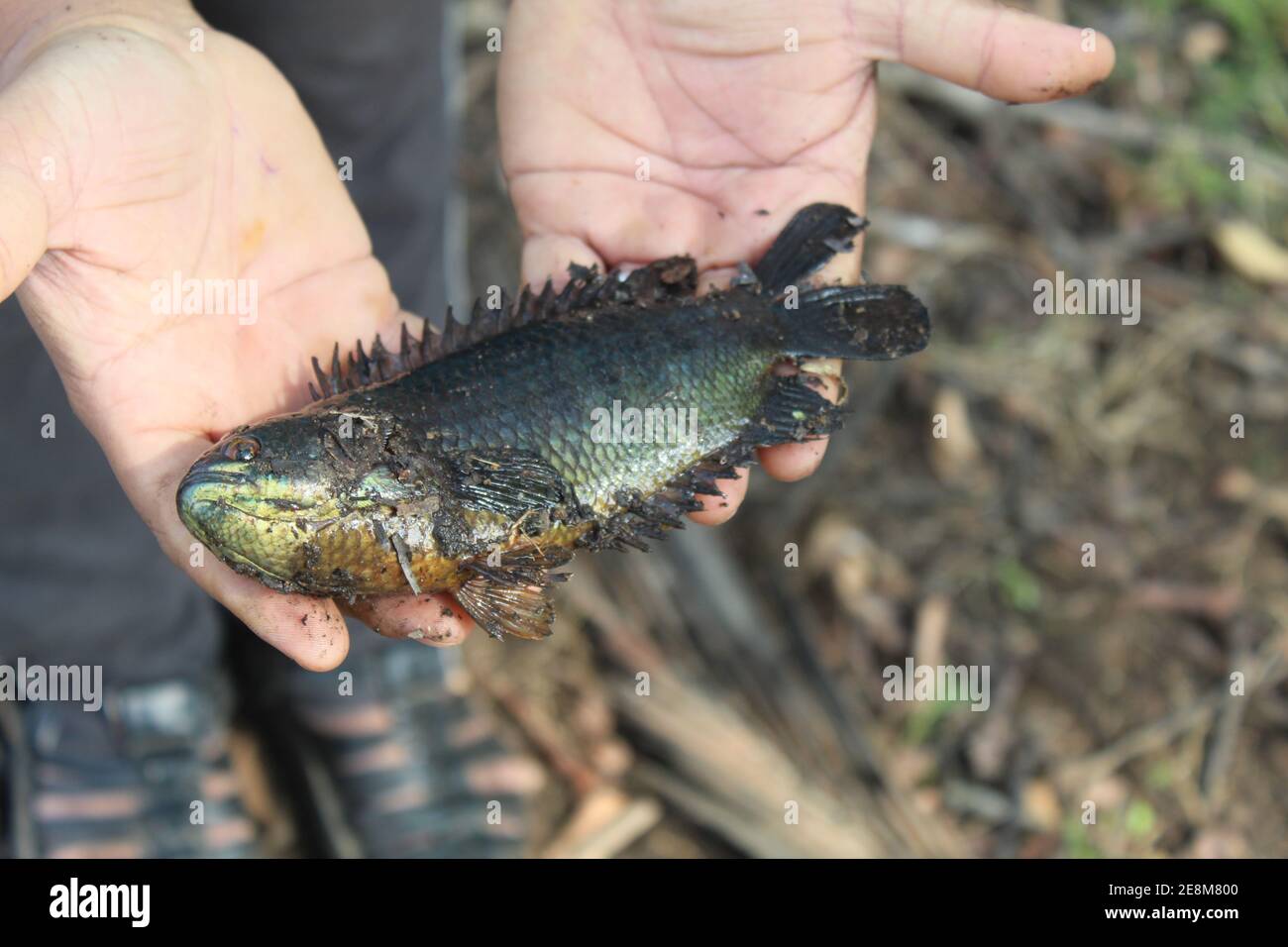 Anabas fish in hand anbas perch fish culture anabas koi gourami fish ...