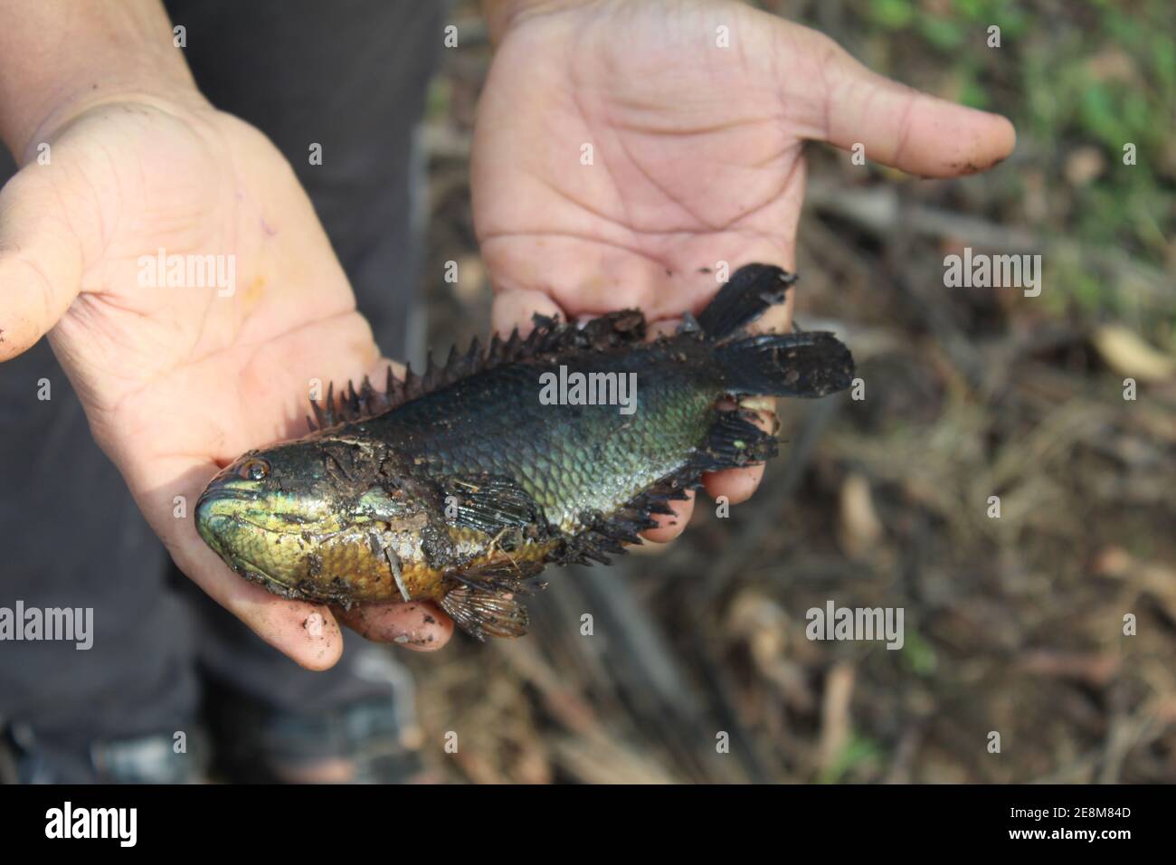Anabas fish in hand anbas perch fish culture anabas koi gourami fish ...