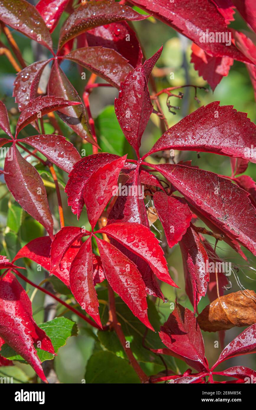 Beautiful red ivy like epiphyte leaves in the city park in Autumn ...