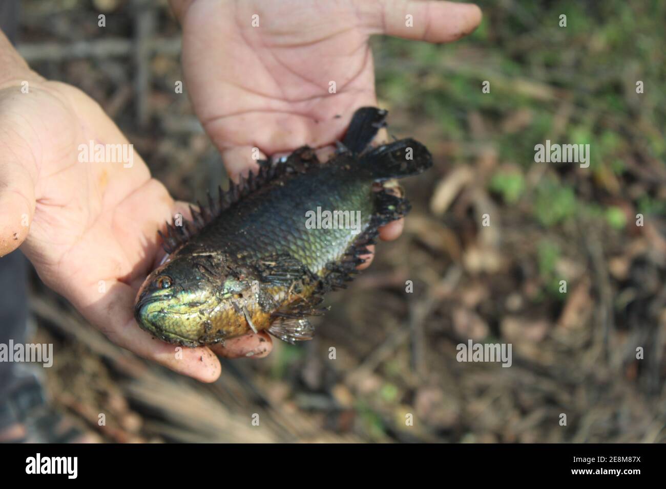 Anabas fish in hand anbas perch fish culture anabas koi gourami fish ...