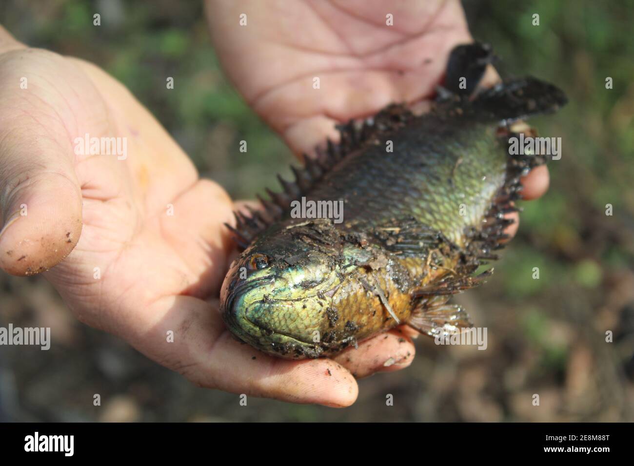 Anabas fish in hand anbas perch fish culture anabas koi gourami fish ...