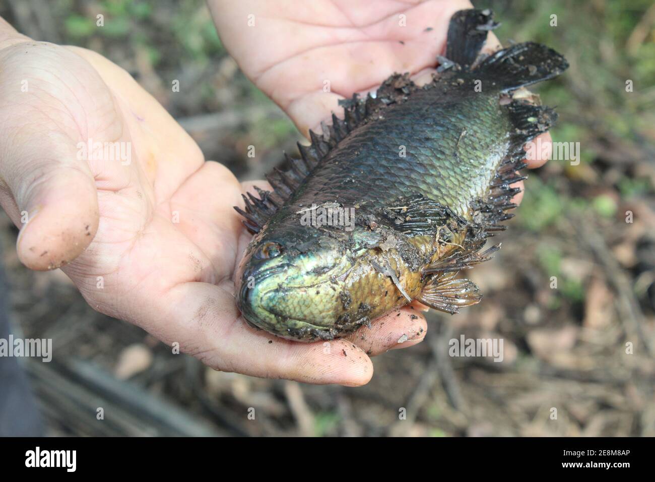 Anabas fish in hand anbas perch fish culture anabas koi gourami fish ...