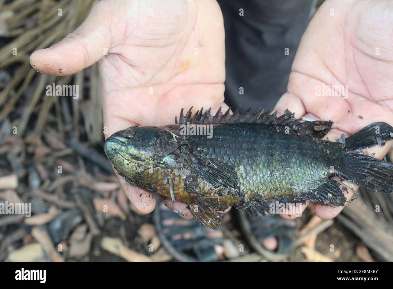 Anabas fish in hand anbas perch fish culture anabas koi gourami fish ...