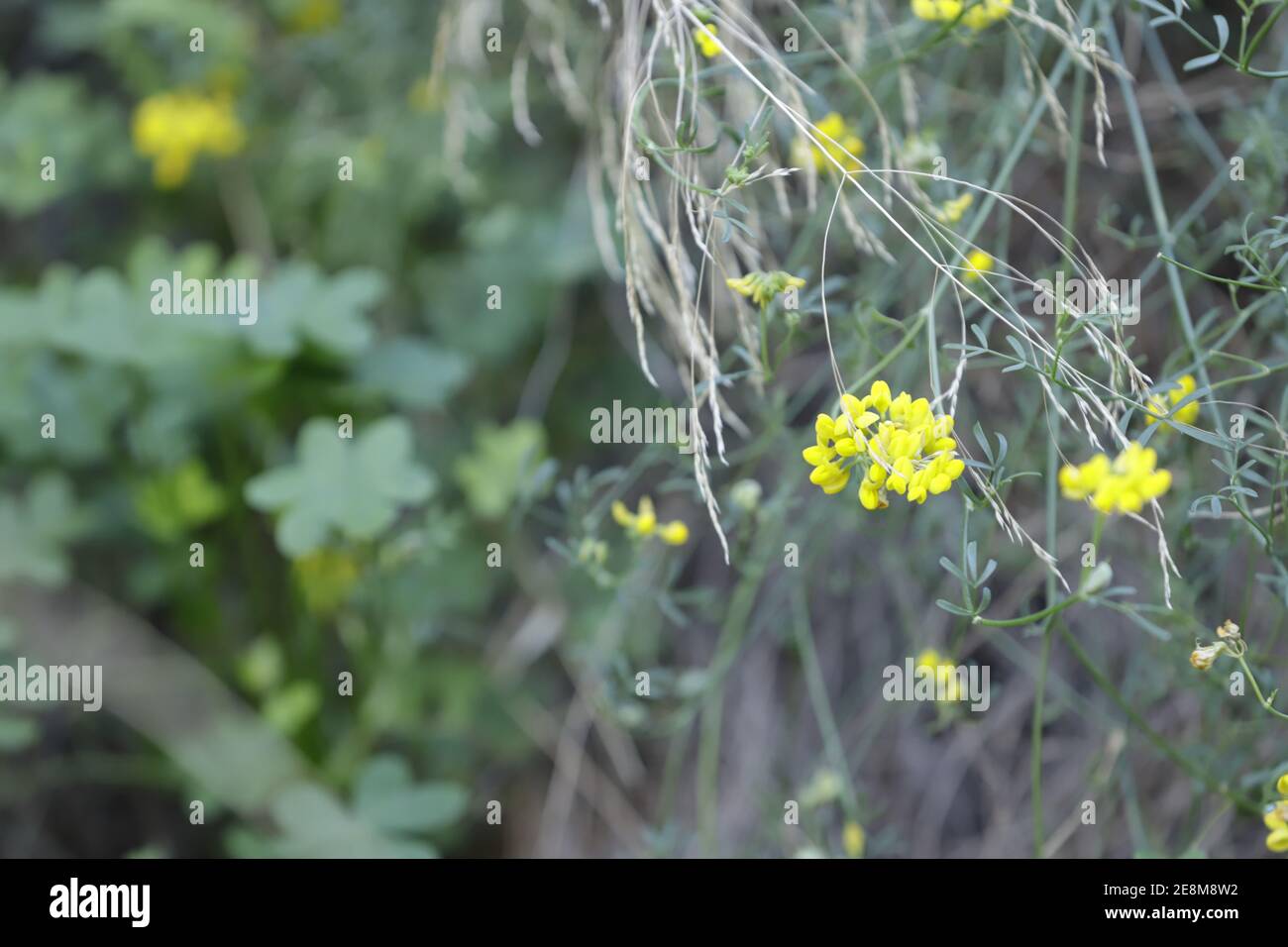 Plants in the nature Stock Photo - Alamy
