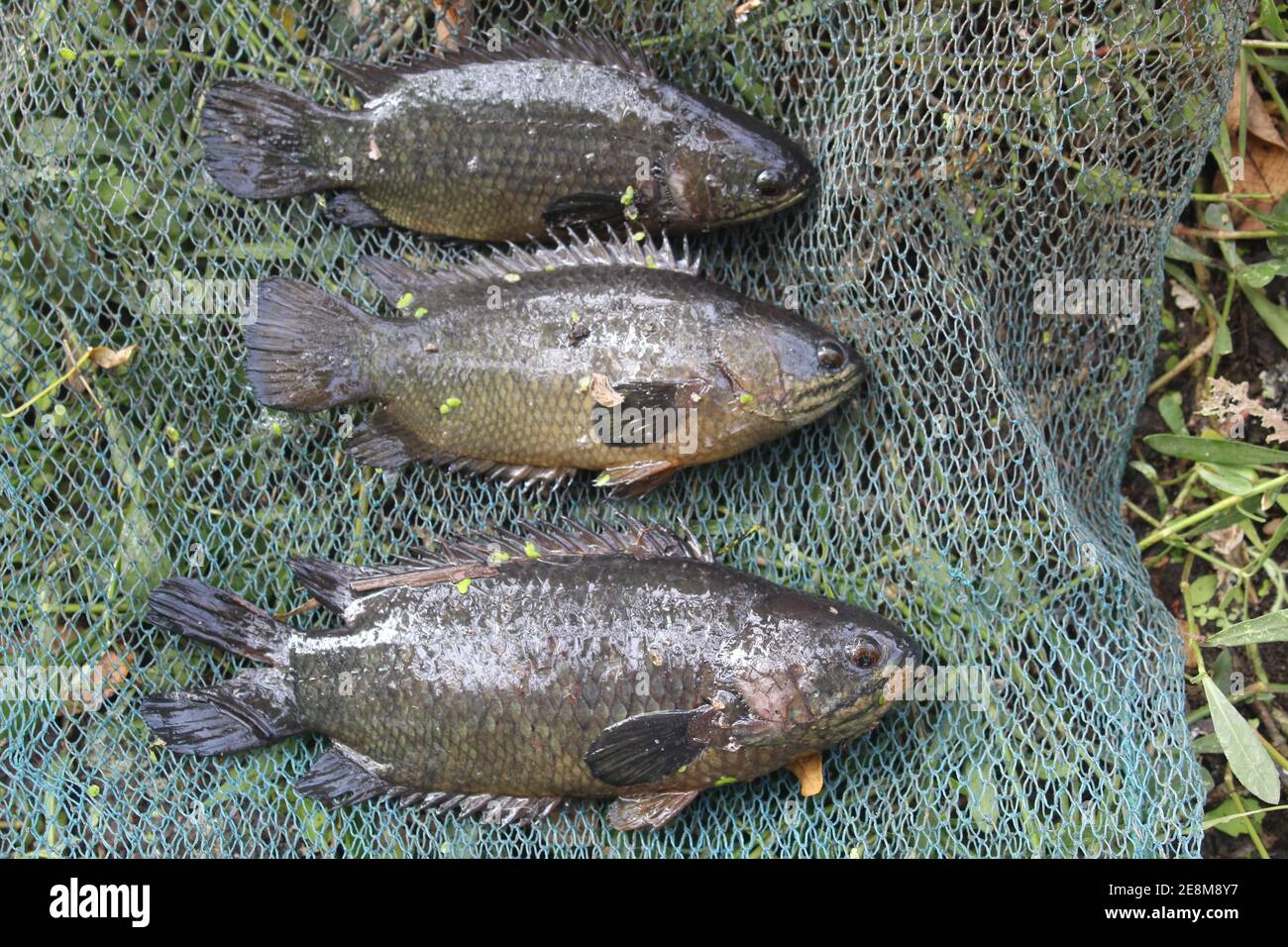 Anabas fish catching from pond anabas perch fish culture in indoor ...