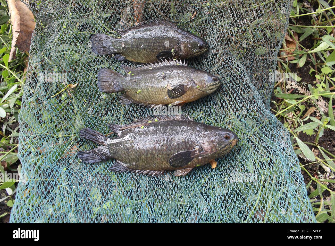 Anabas fish catching from pond anabas perch fish culture in indoor ...