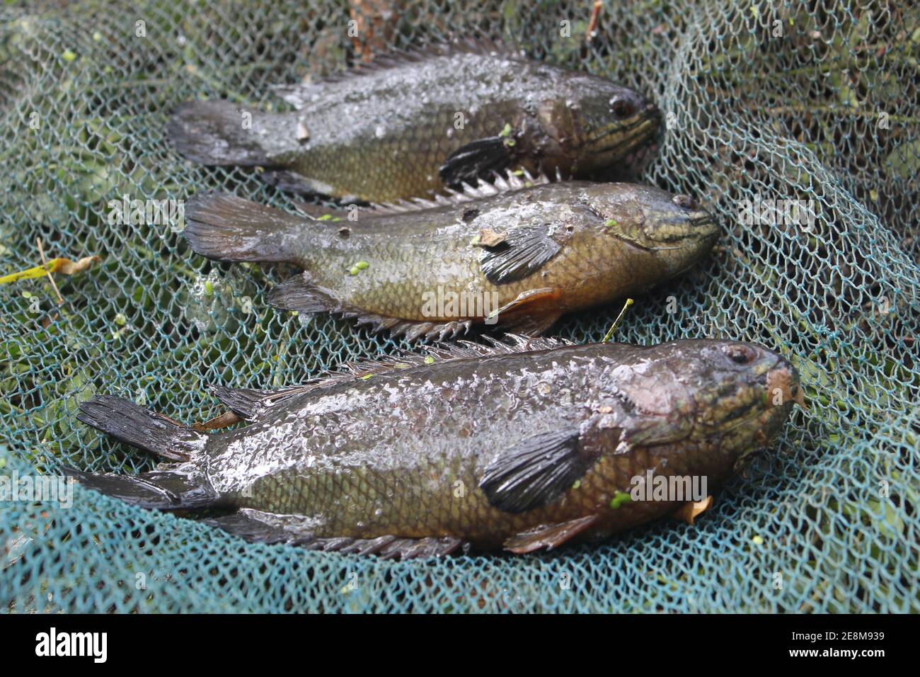 Anabas fish catching from pond anabas perch fish culture in indoor ...