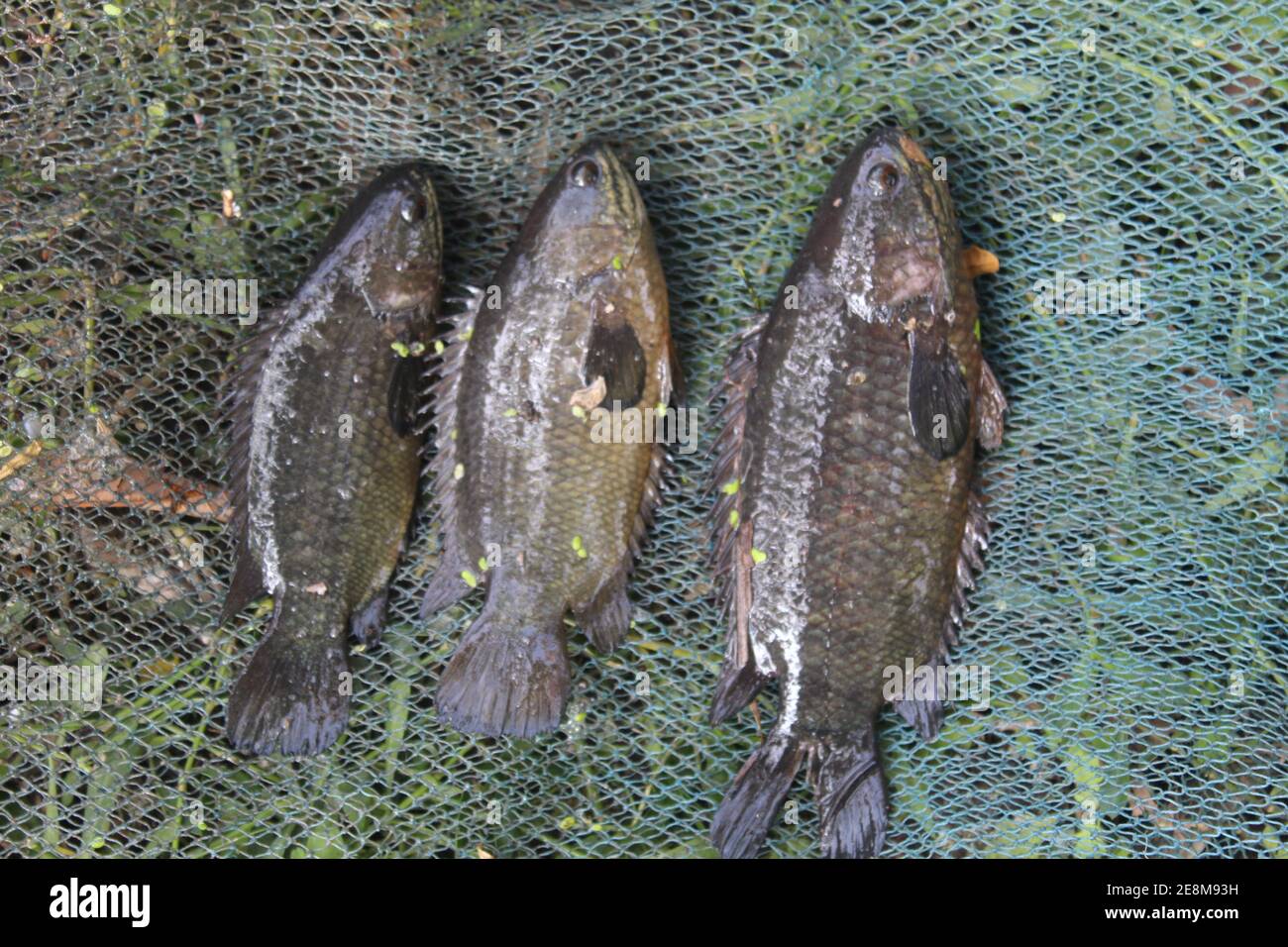 Anabas fish catching from pond anabas perch fish culture in indoor ...