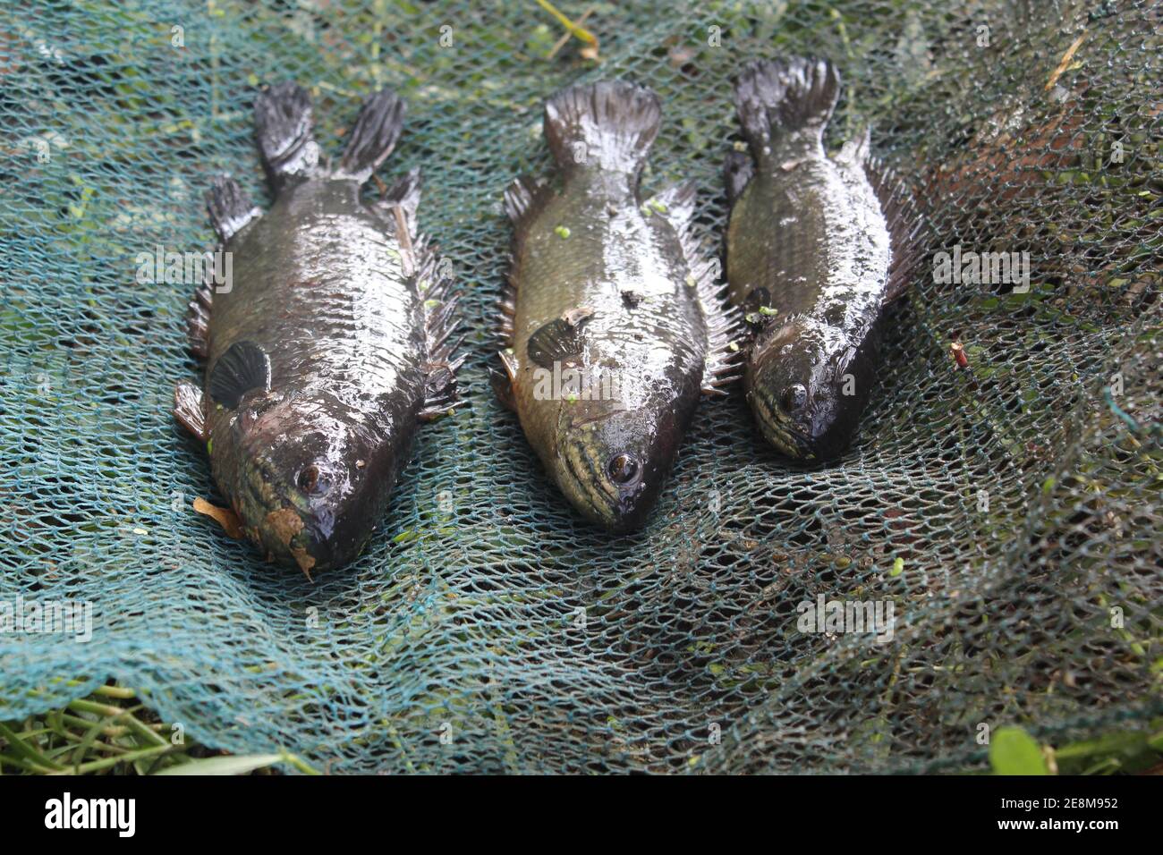 Anabas fish catching from pond anabas perch fish culture in indoor ...