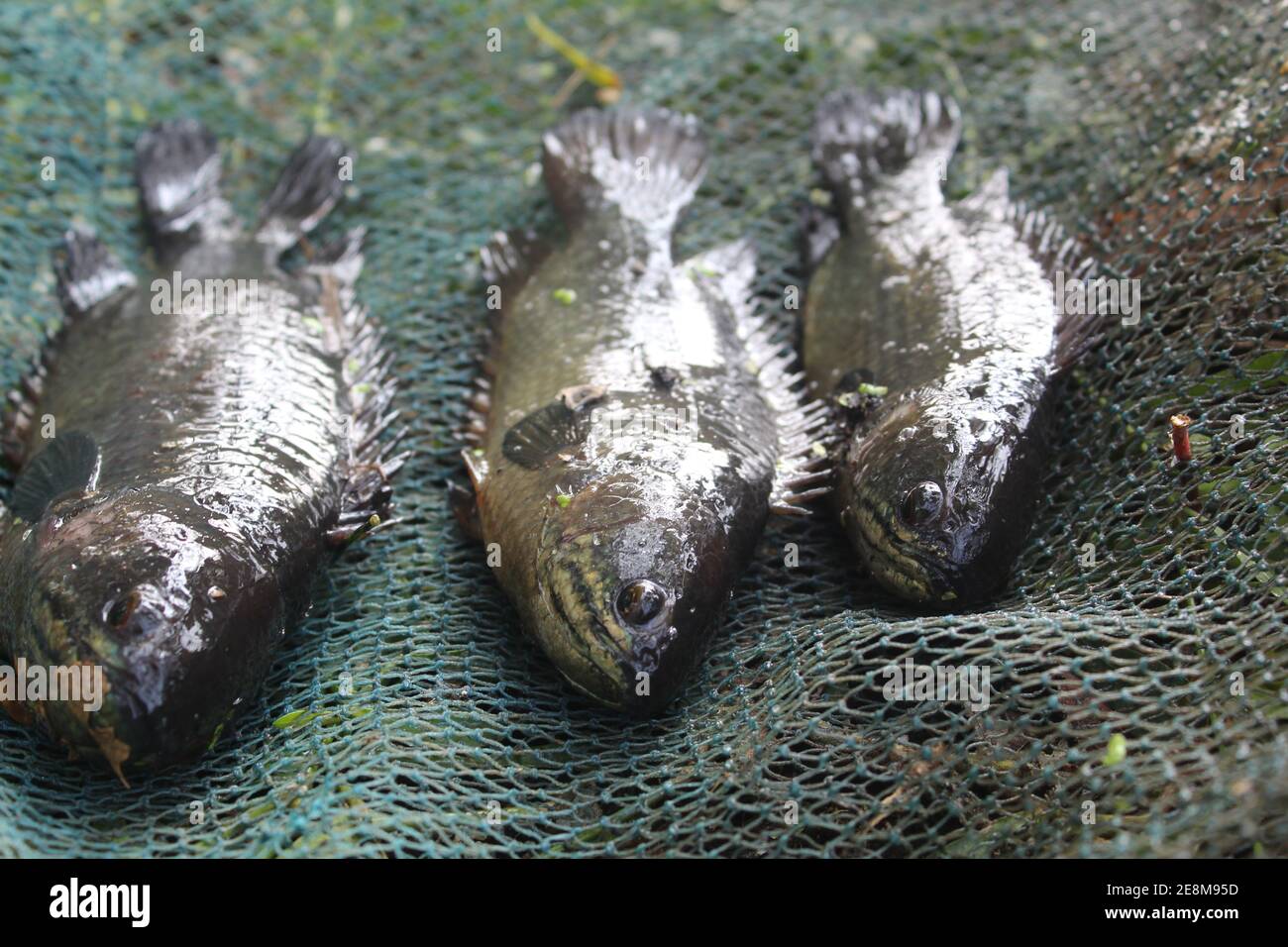 Anabas fish catching from pond anabas perch fish culture in indoor ...