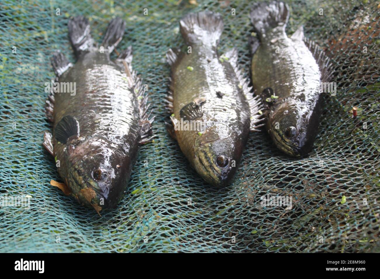 Anabas fish catching from pond anabas perch fish culture in indoor ...