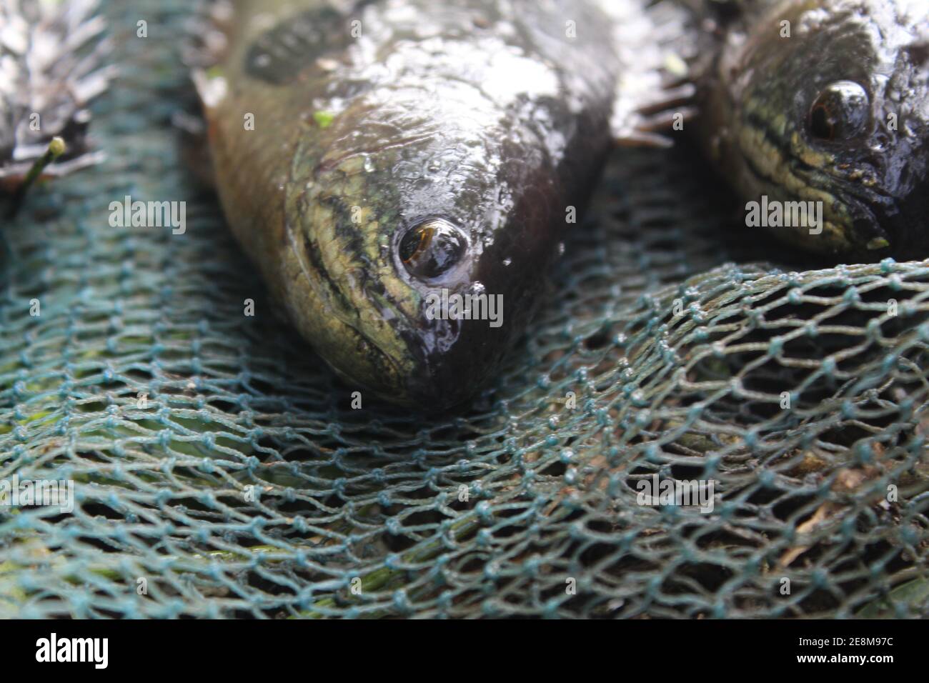 Anabas fish catching from pond anabas perch fish culture in indoor ...