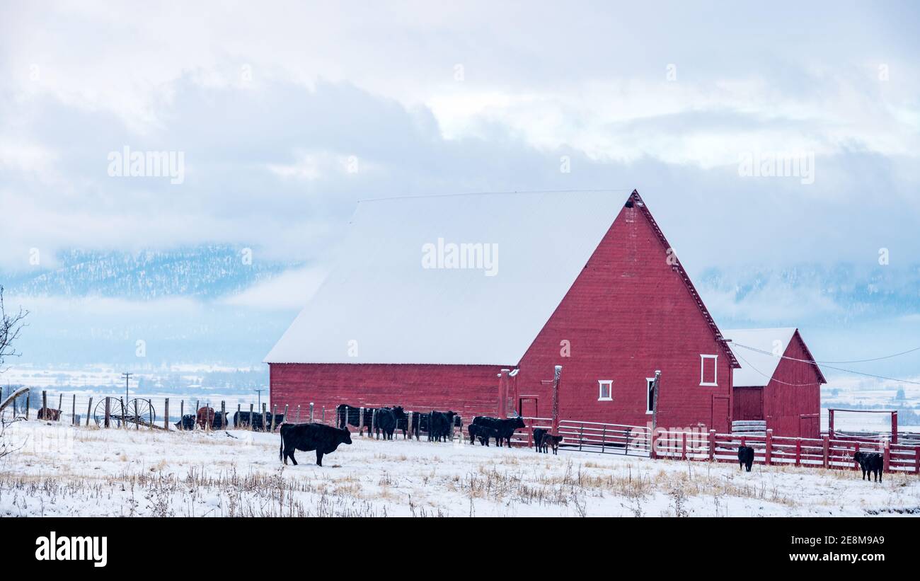 Cows and red barn hi-res stock photography and images - Alamy