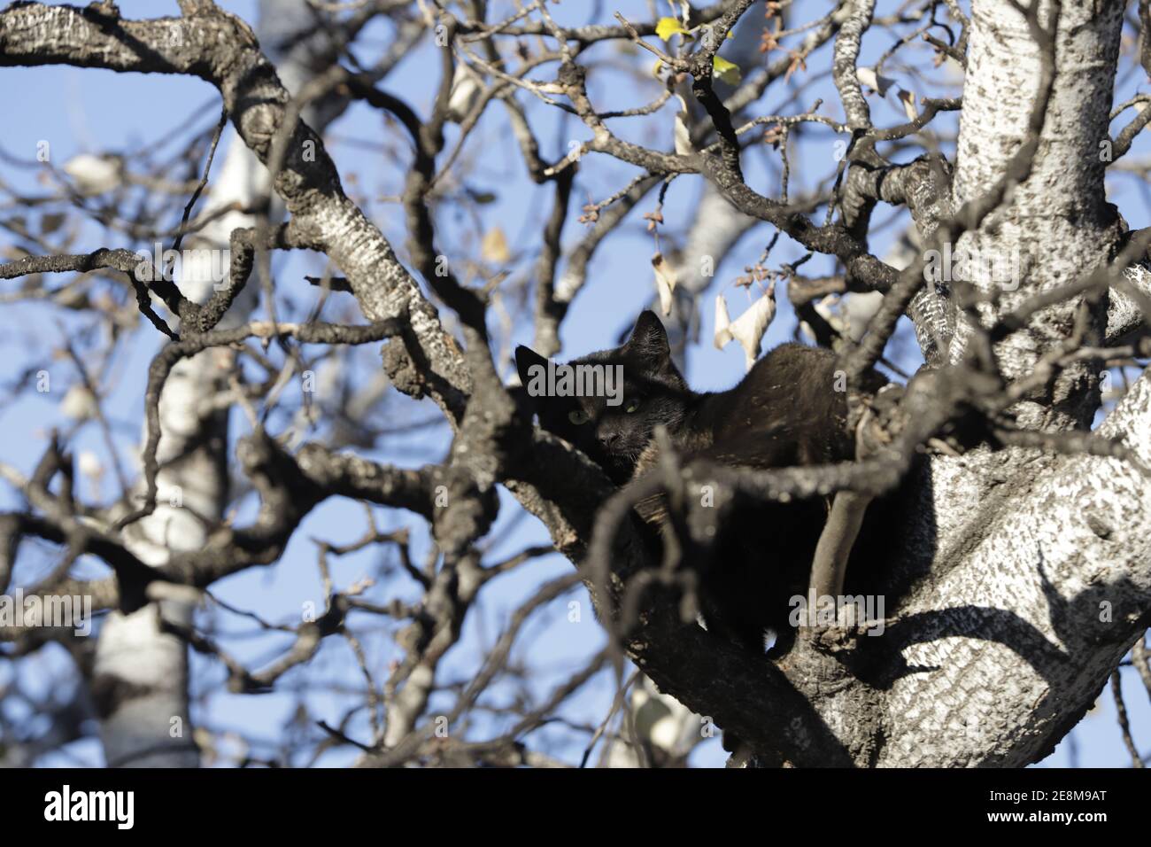 Black cat tree hi-res stock photography and images - Alamy