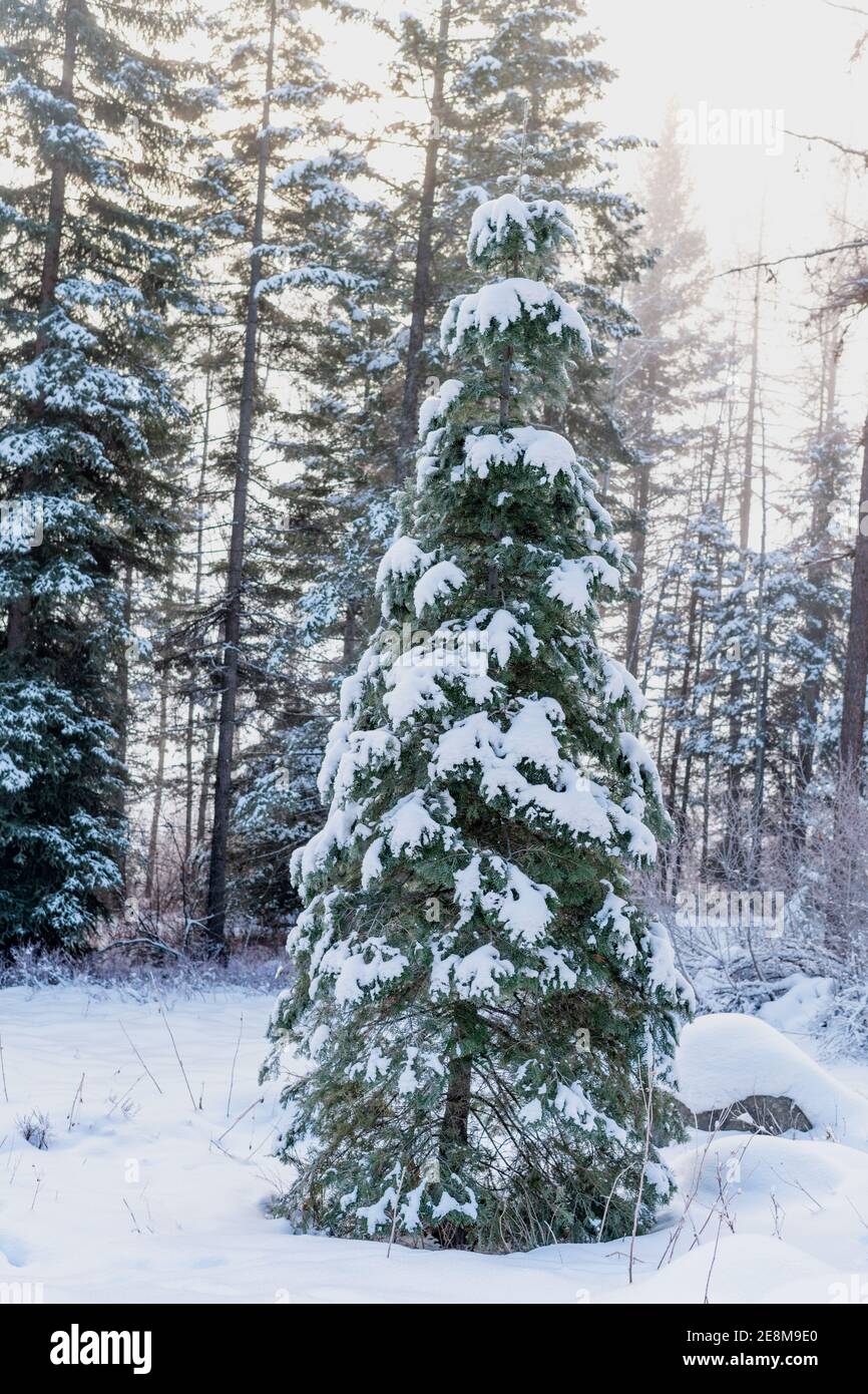 Singled out hi-res stock photography and images - Alamy