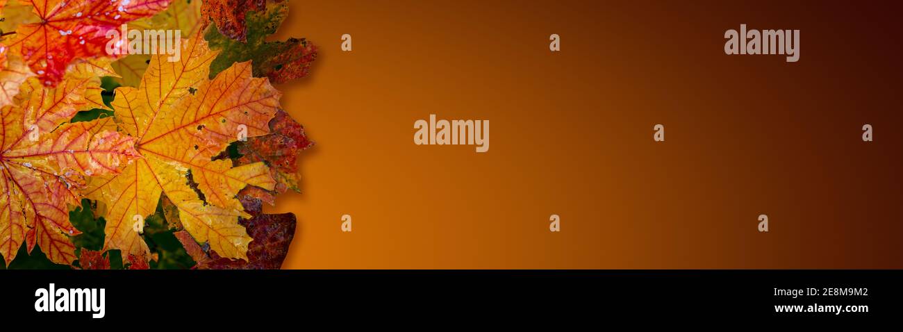 Banner with a pile of wet colorful maple tree leaves in Autumn bright ...