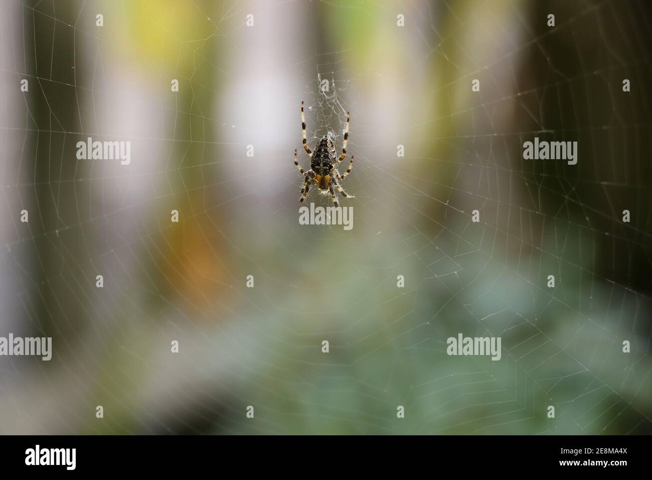 Close up of a false widow spinning an intricate web Stock Photo - Alamy