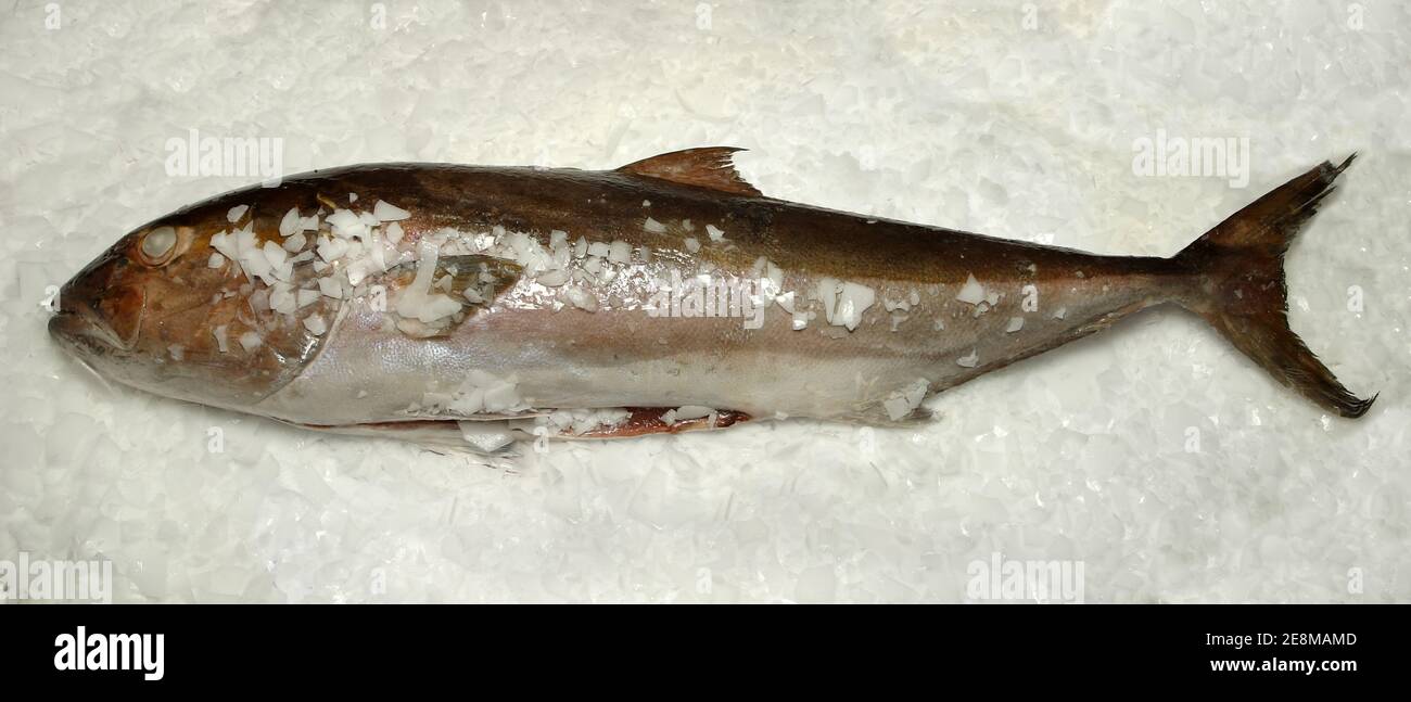 Crab from mediterranean sea hi-res stock photography and images - Alamy