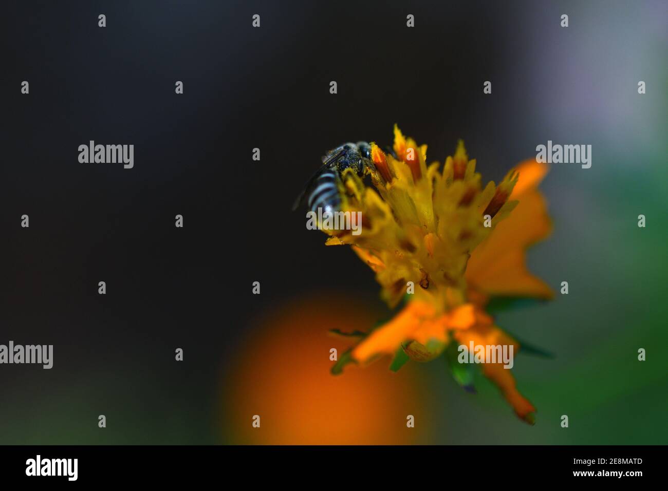 bee collecting nectar from a flower Stock Photo - Alamy