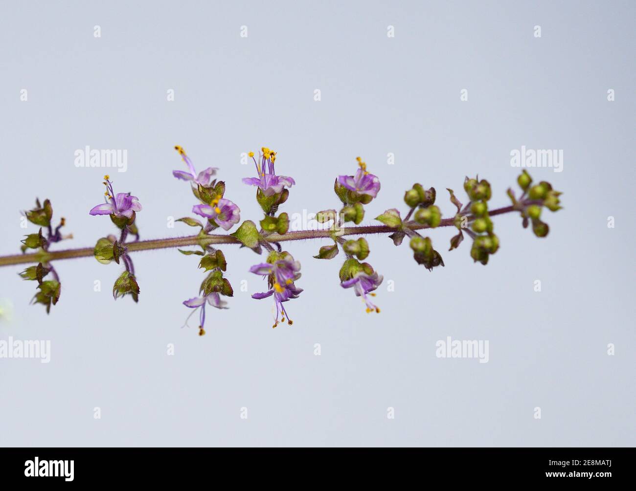 Silk cut velvet hi-res stock photography and images - Alamy