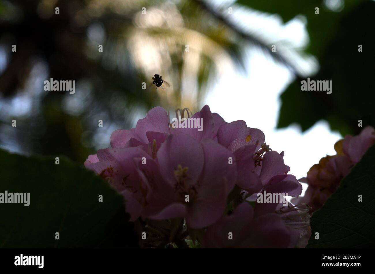 Summer time flying insect hi-res stock photography and images - Alamy