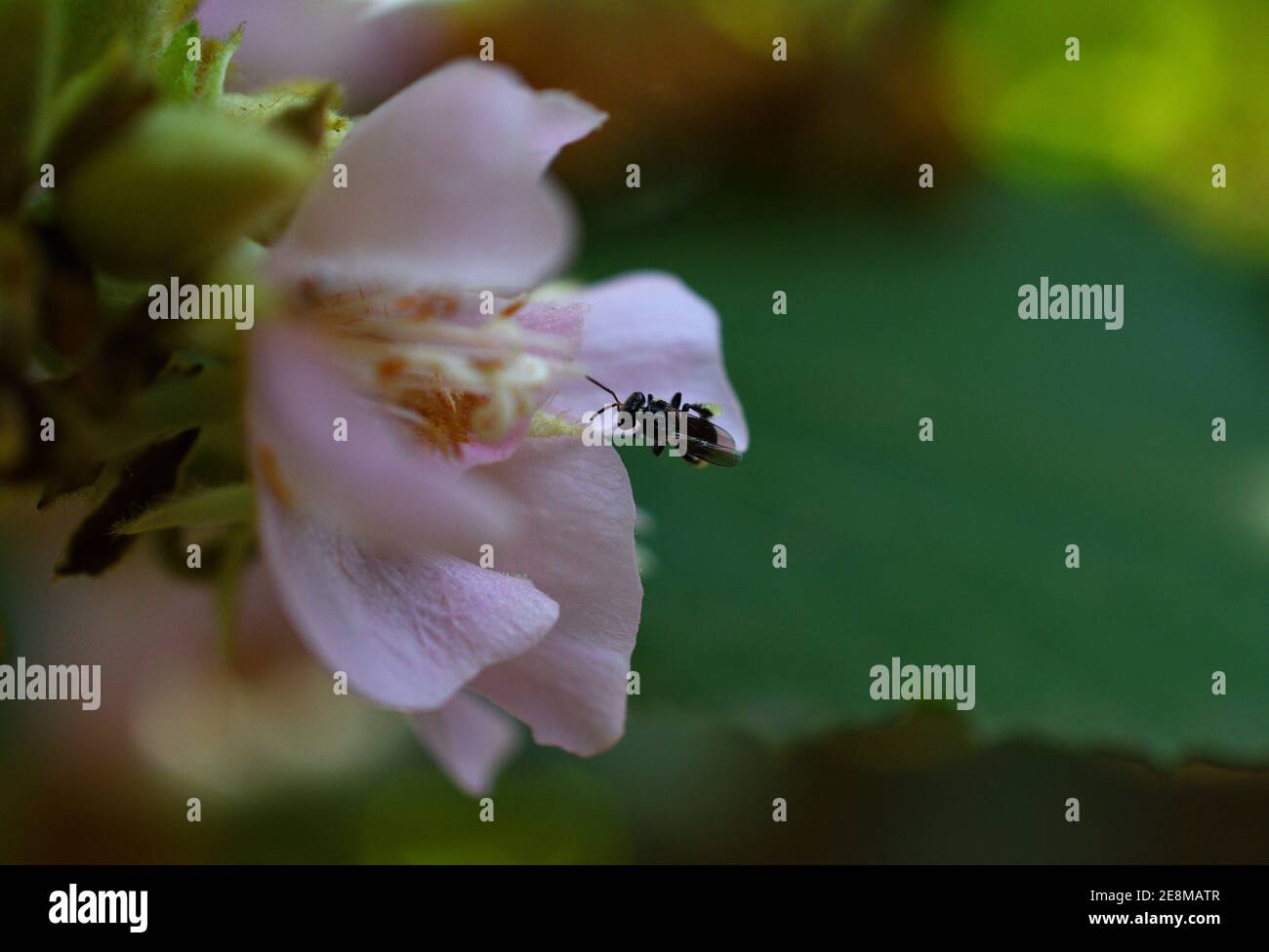 Insect collecting hi-res stock photography and images - Alamy