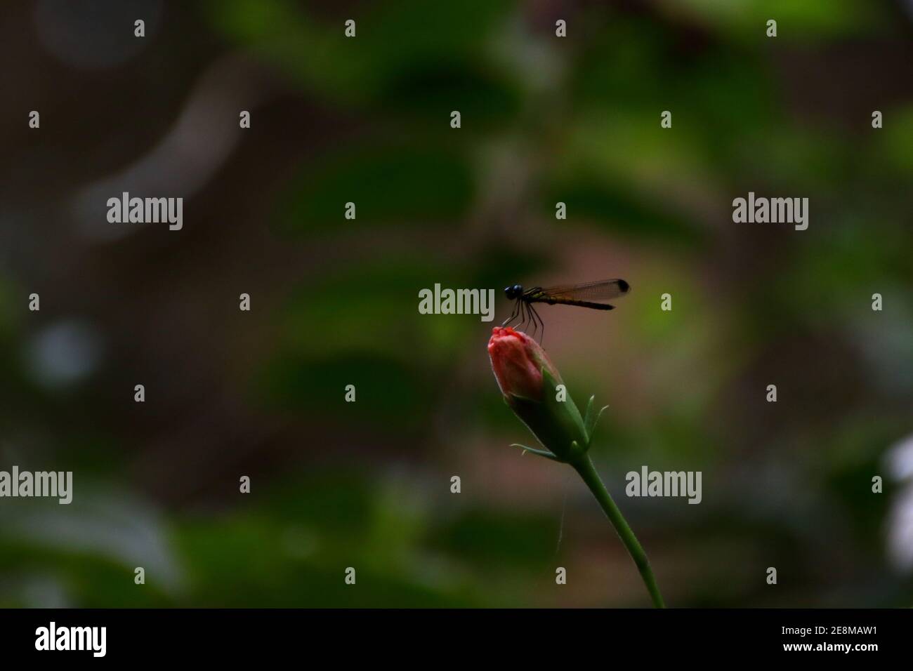 Dragonfly hive hi-res stock photography and images - Alamy