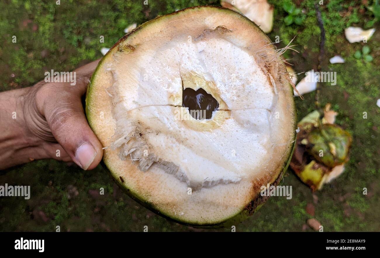 tender coconut ready to drink Stock Photo - Alamy