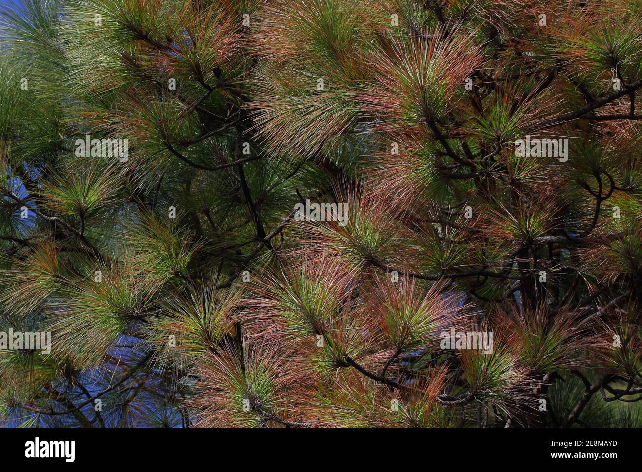 colorful patterns made by nature Stock Photo - Alamy