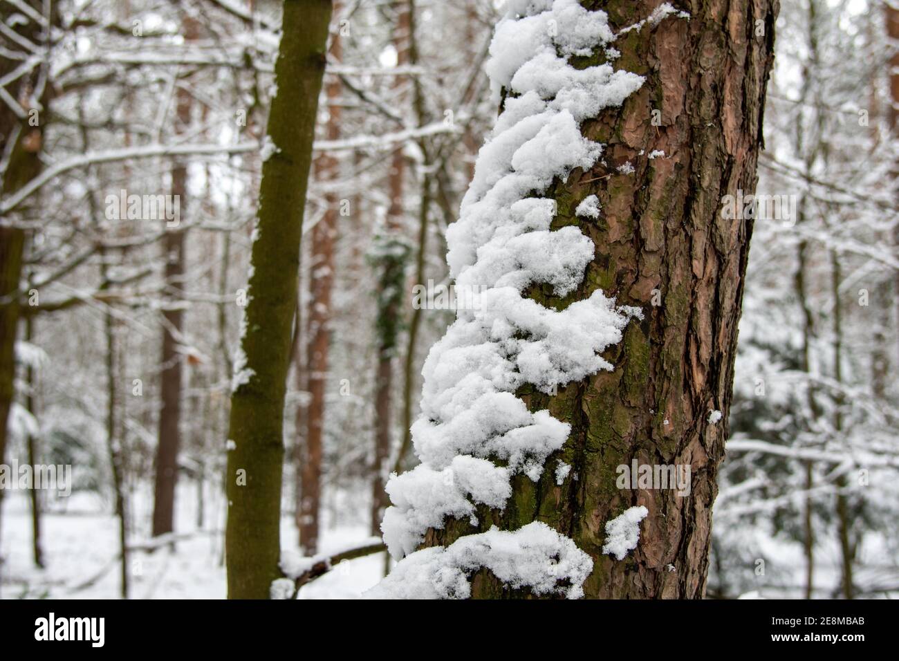 Tree Trees covered with snow Stock Photo - Alamy
