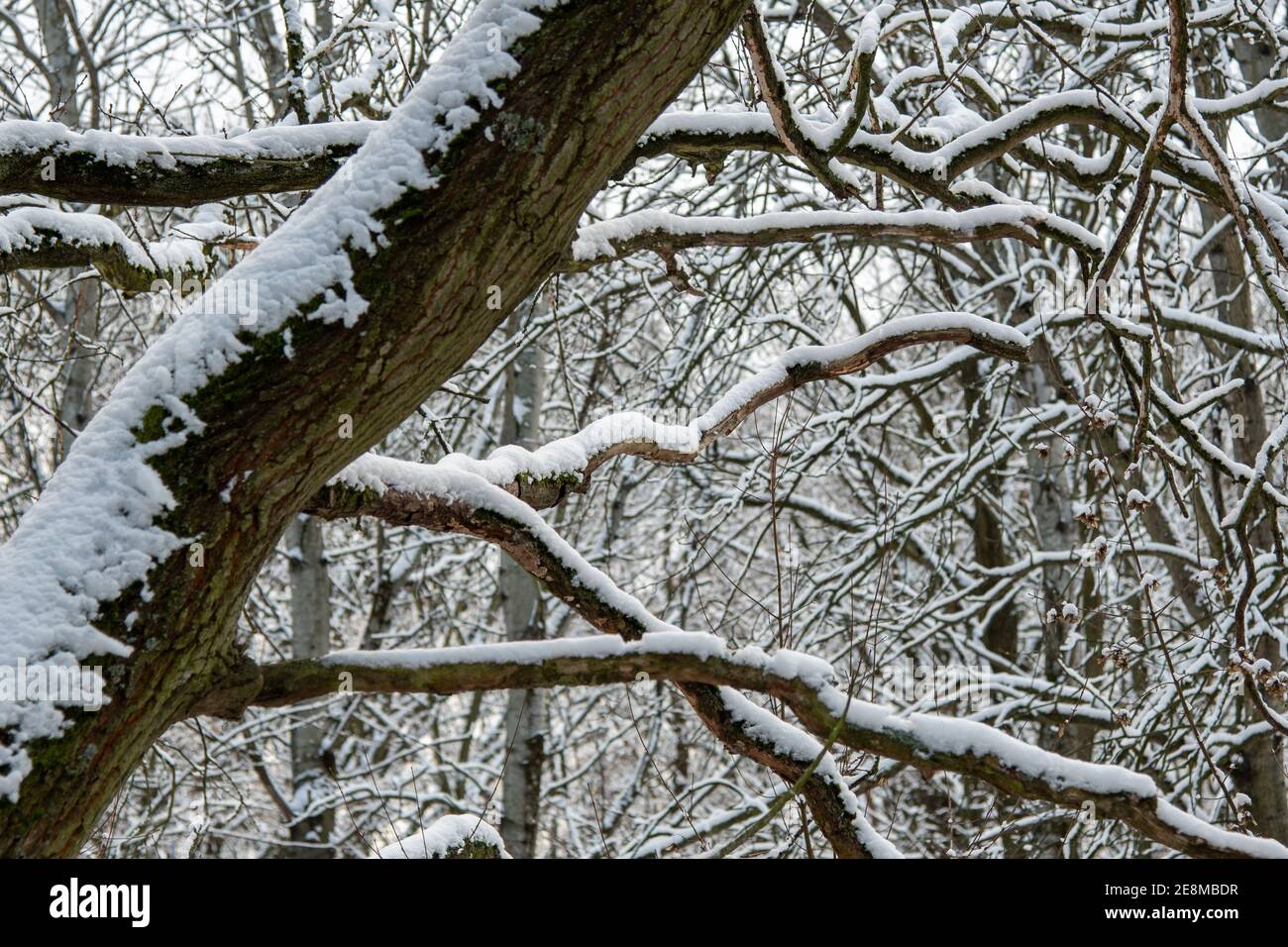 Tree Trees covered with snow Stock Photo - Alamy