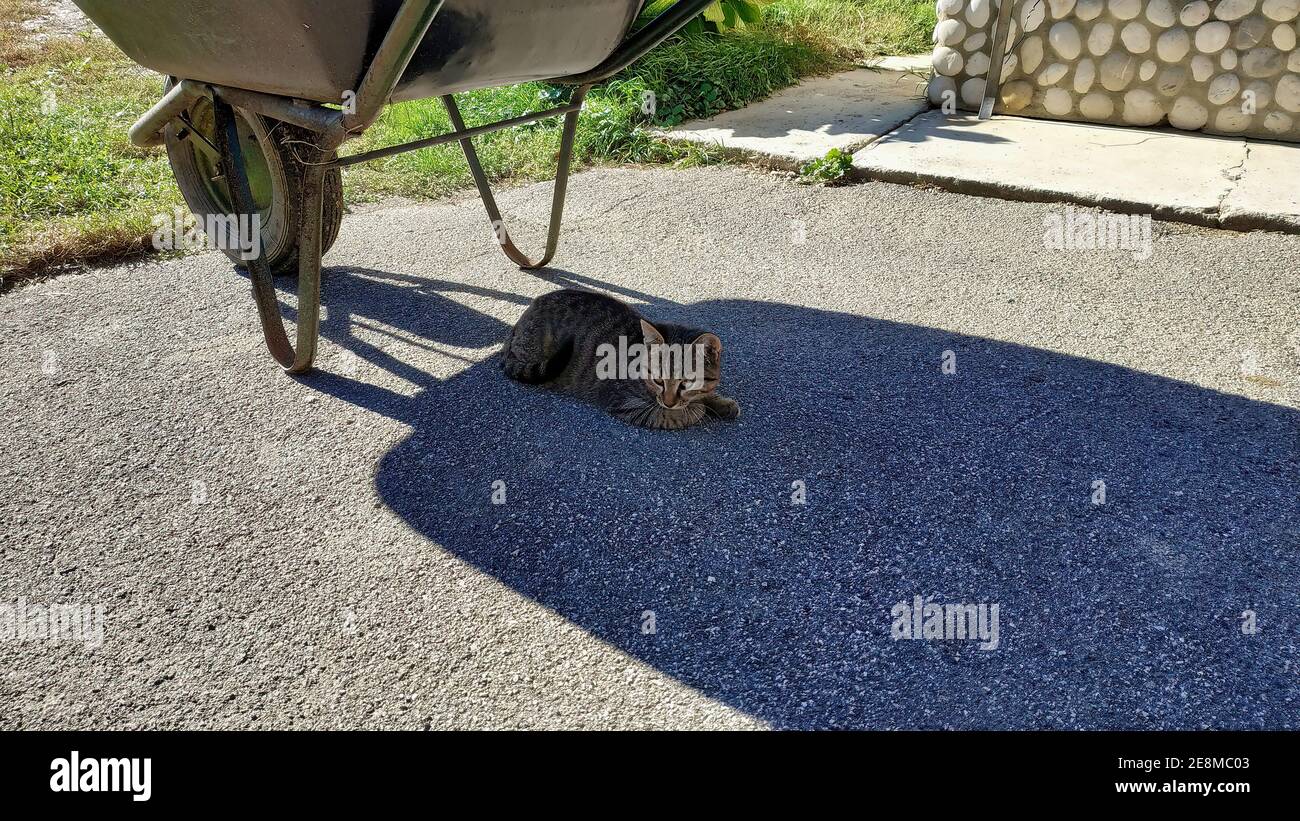 Domestic cat wheelbarrow hi-res stock photography and images - Alamy