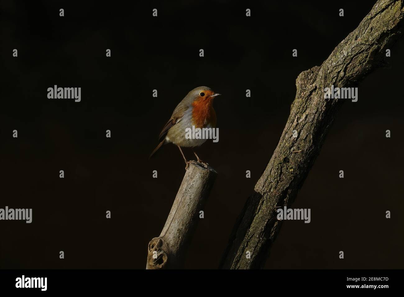 Red Breasted Bird High Resolution Stock Photography and Images - Alamy