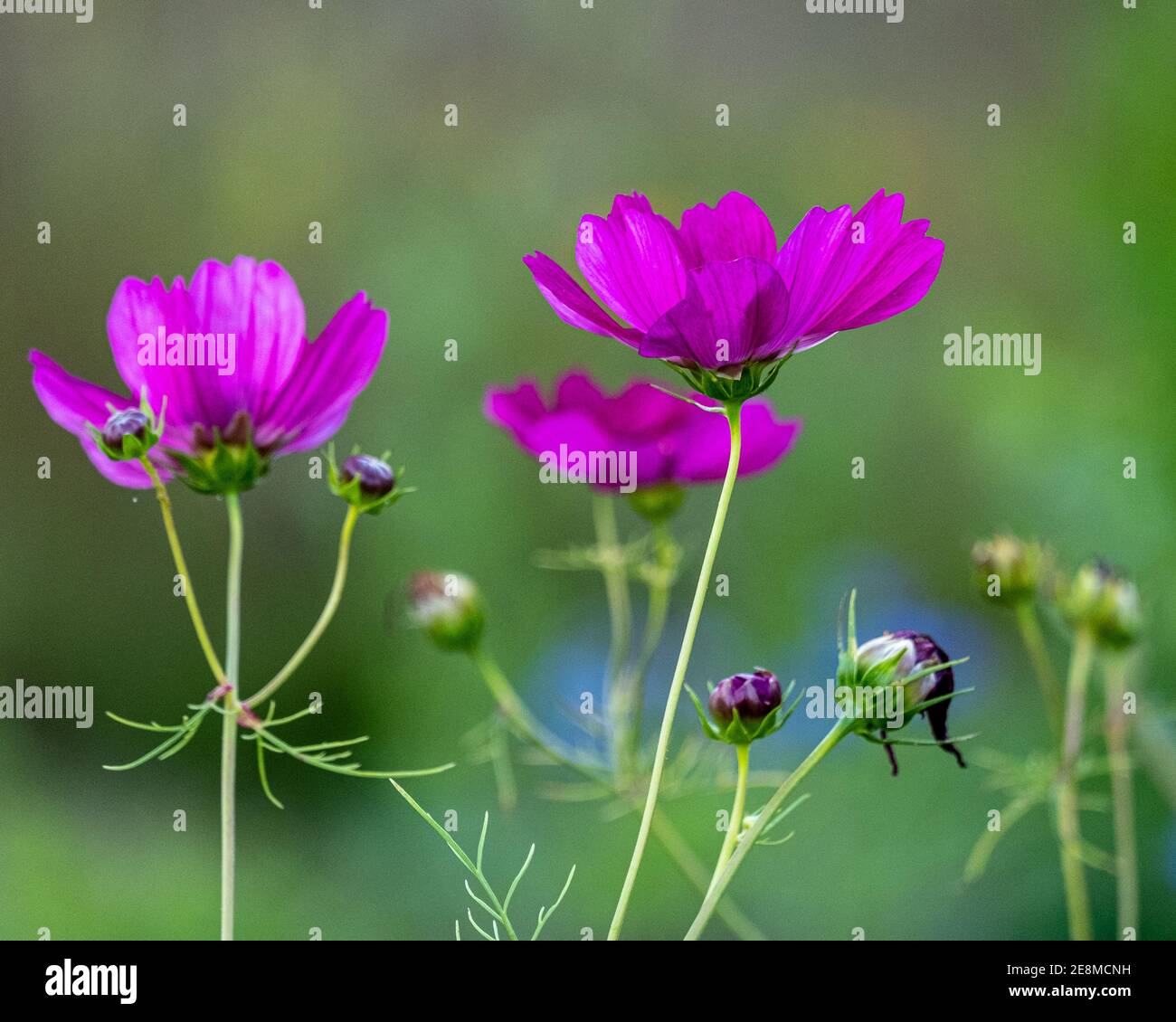 Wildflowers at Tully Lake in Royalston, Massachusetts Stock Photo - Alamy