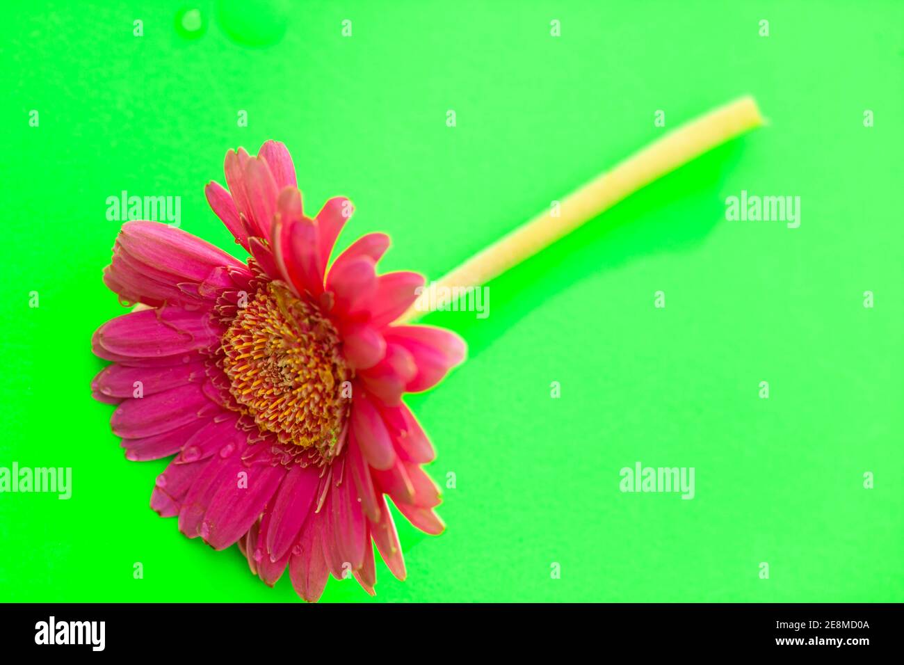 Baby gerbera hi-res stock photography and images - Alamy