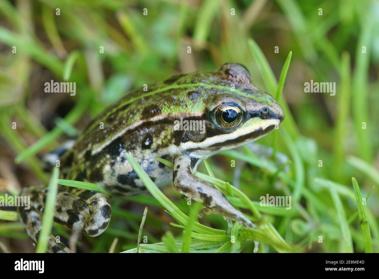 Frogs edible hi-res stock photography and images - Alamy