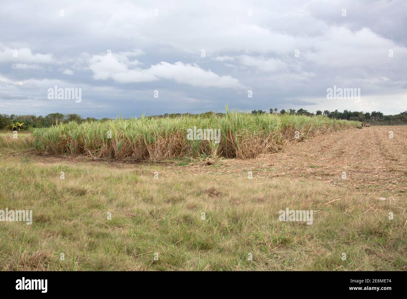 Sugar Cane plantation, Cuba Stock Photo - Alamy