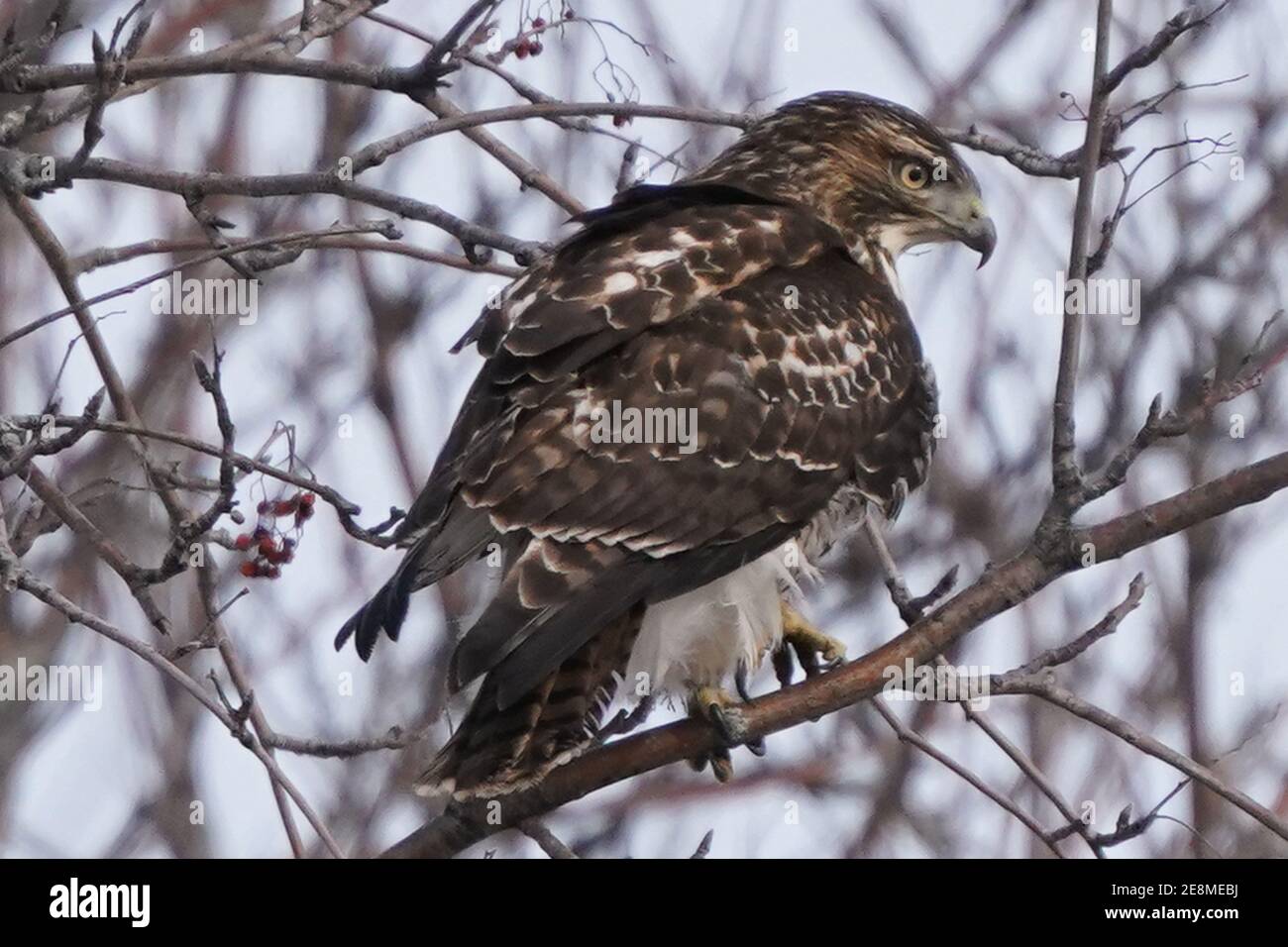 Red Tailed Hawk flying on a winter day or taking off Stock Photo - Alamy