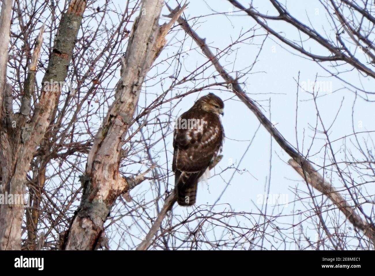 Red Tailed Hawk flying on a winter day or taking off Stock Photo - Alamy