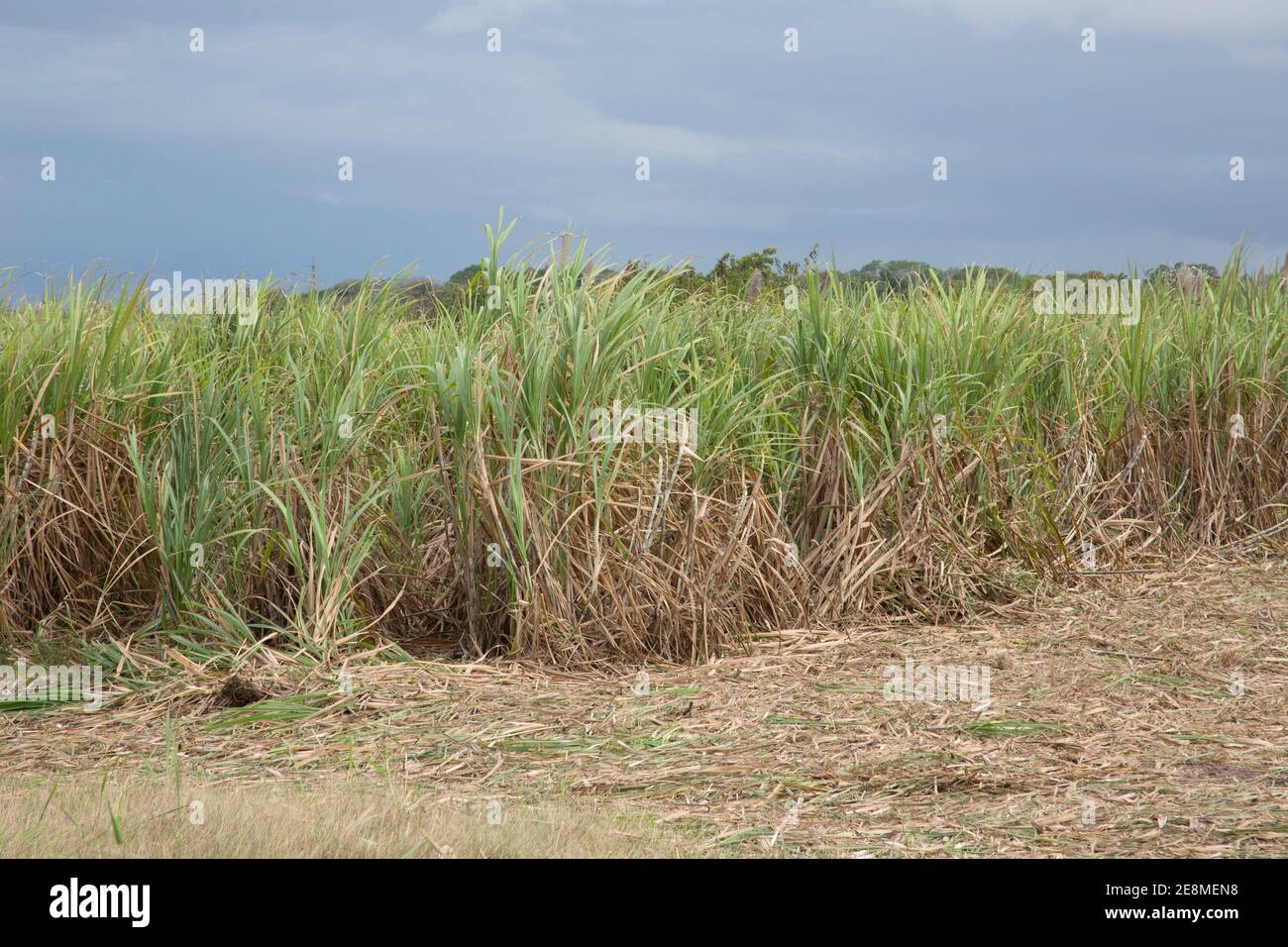Sugar Cane plantation, Cuba Stock Photo - Alamy