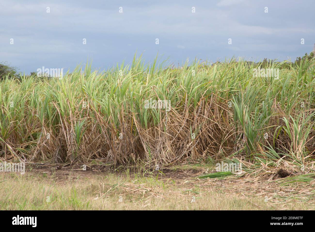 Cuban sugar plantation hi-res stock photography and images - Alamy