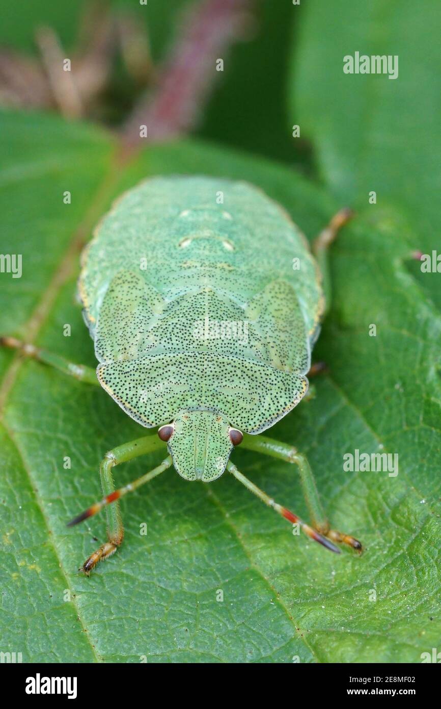 Close up of a nymph of the green shield bug, Palomena prasina Stock ...