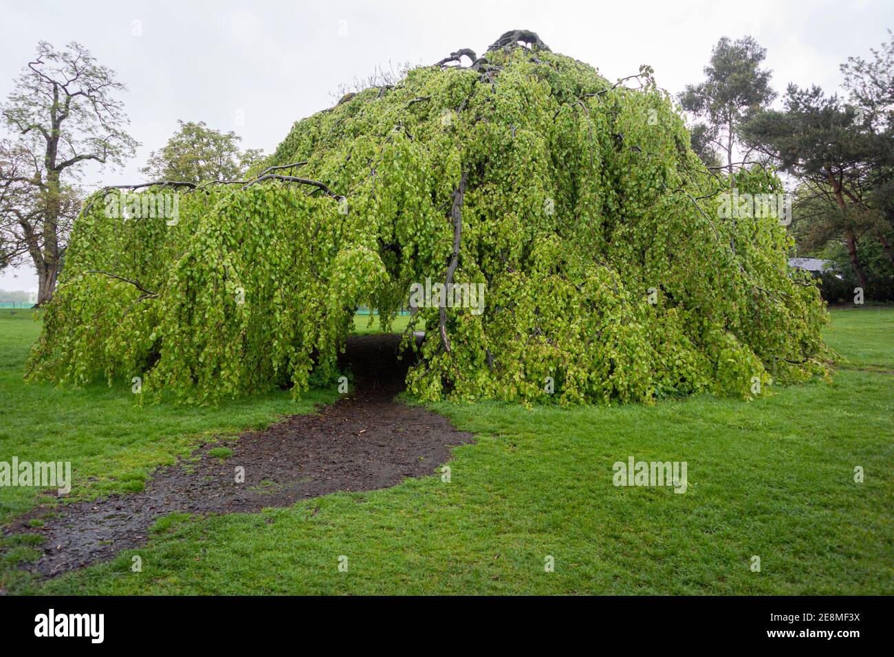 Weeping beech tree hi-res stock photography and images - Alamy