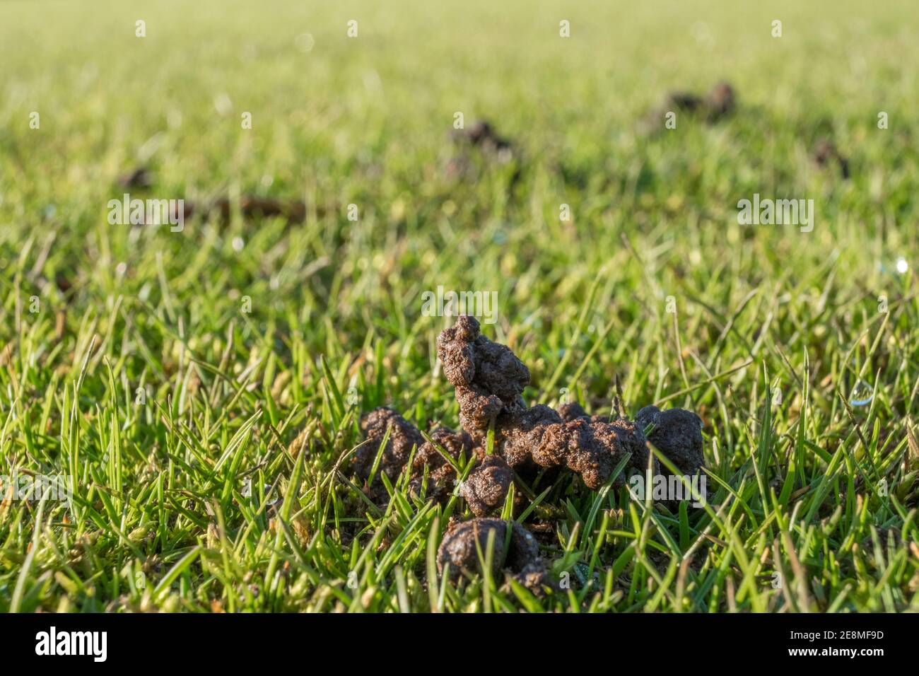 Lawn worm casts hi-res stock photography and images - Alamy