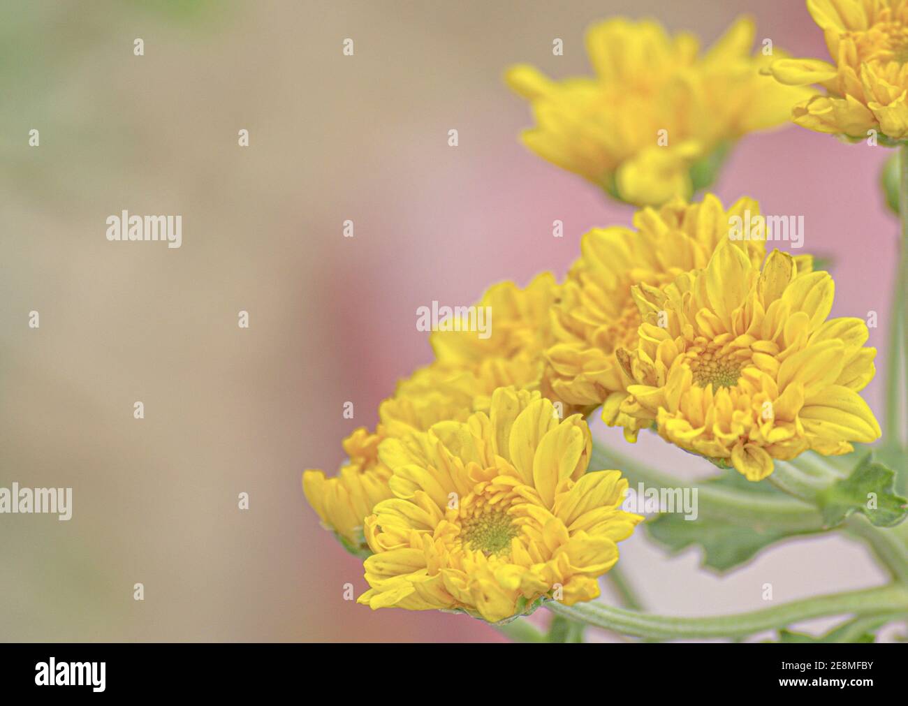 The yellow flowers in a natural environment Stock Photo - Alamy