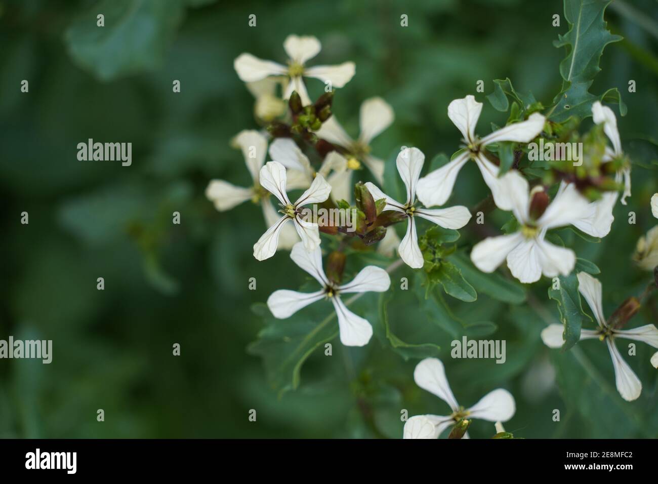The white flowers of a blooming pla Stock Photo - Alamy